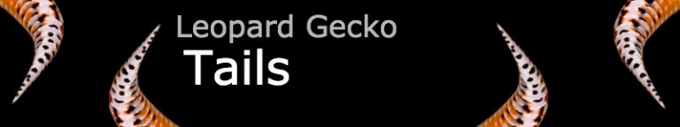 The Leopard Gecko Tail - All You Need To Know | LeopardGeckoLand.com