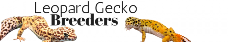 5 Top Leopard Gecko Breeders | LeopardGeckoLand.com