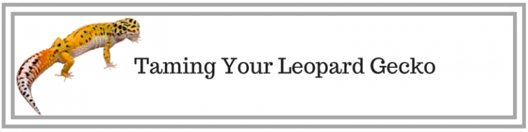 How To Tame Your Leopard Gecko - Step By Step Guide | LeopardGeckoLand.com