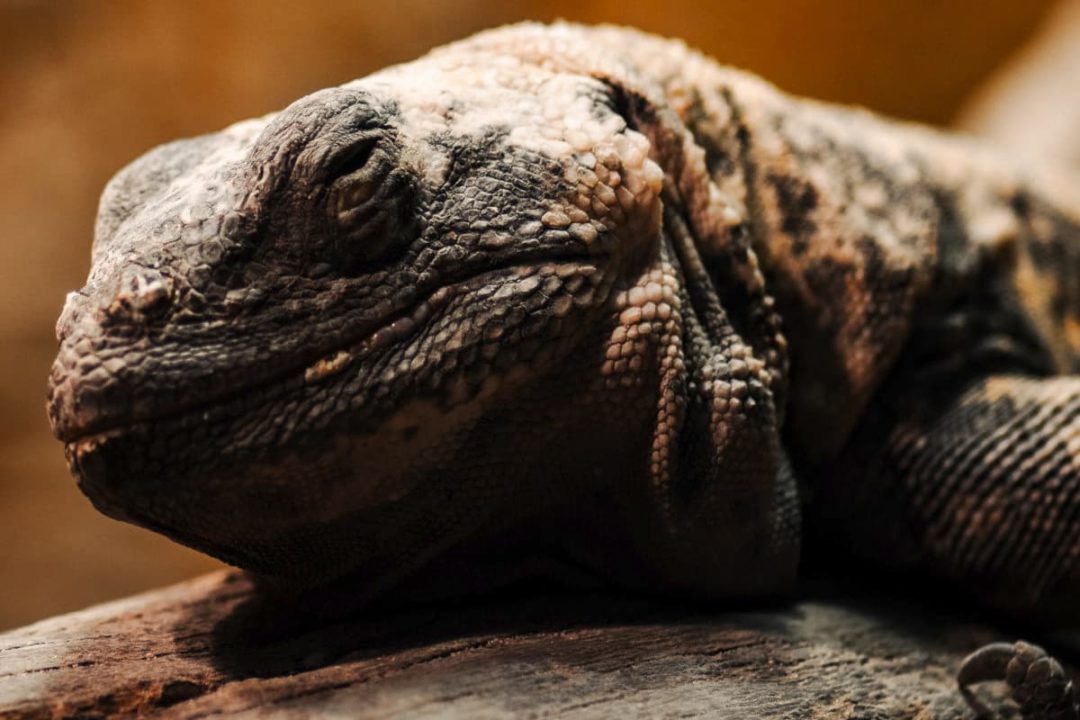 Creating Your Ideal Leopard Gecko Enclosure Design